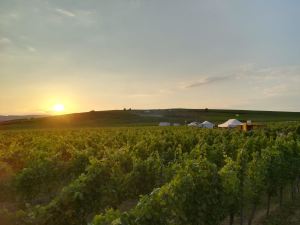 „Wein im Wingert“ in Rheinland Pfalz | sau-saugut blogt...