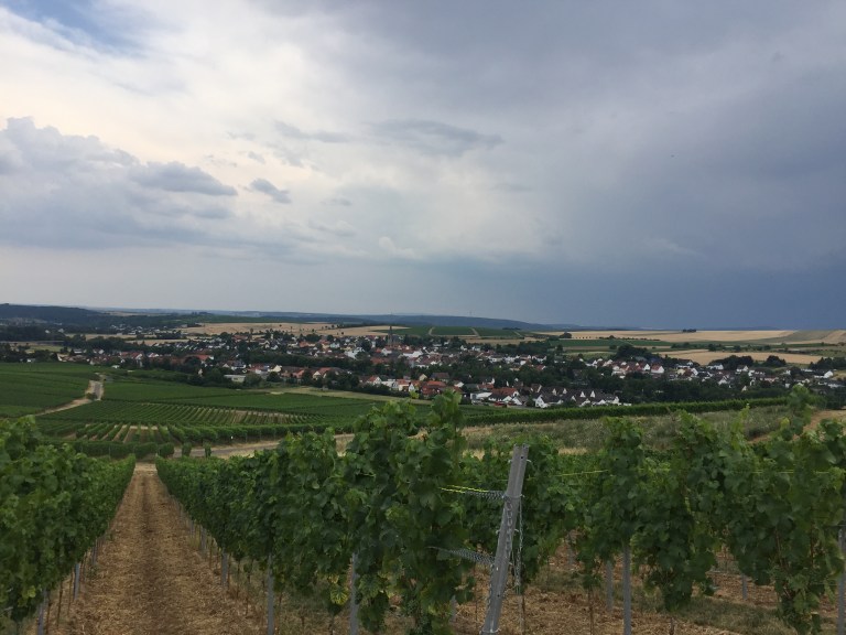 „Wein im Wingert“ in Rheinland Pfalz | sau-saugut blogt...