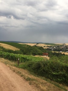 „Wein im Wingert“ in Rheinland Pfalz | sau-saugut blogt...